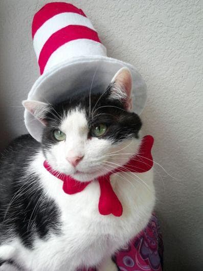 32 Insanely Adorable Cats Wearing Hats
