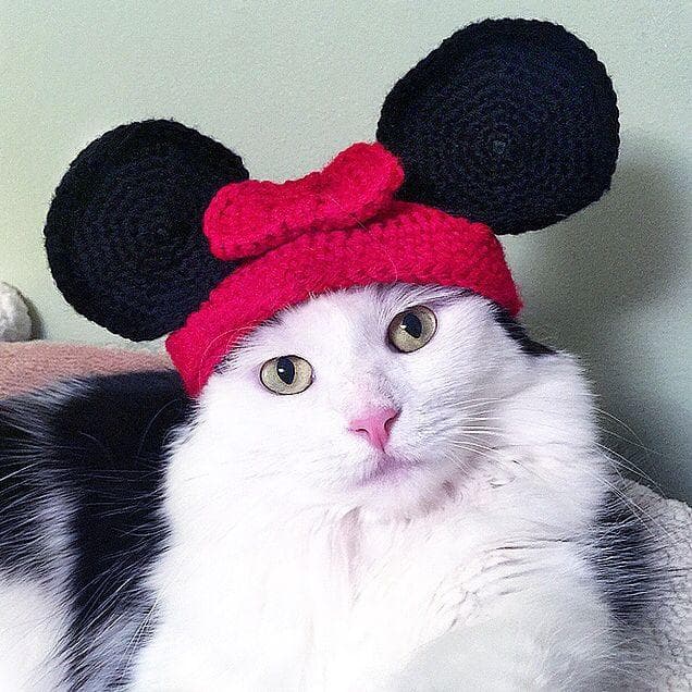 32 Insanely Adorable Cats Wearing Hats
