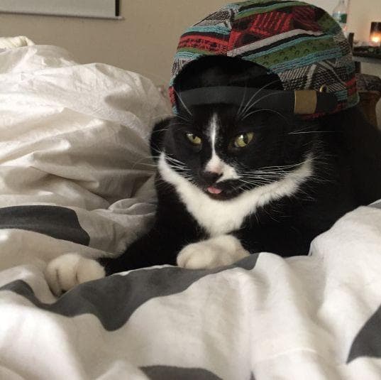 32 Insanely Adorable Cats Wearing Hats