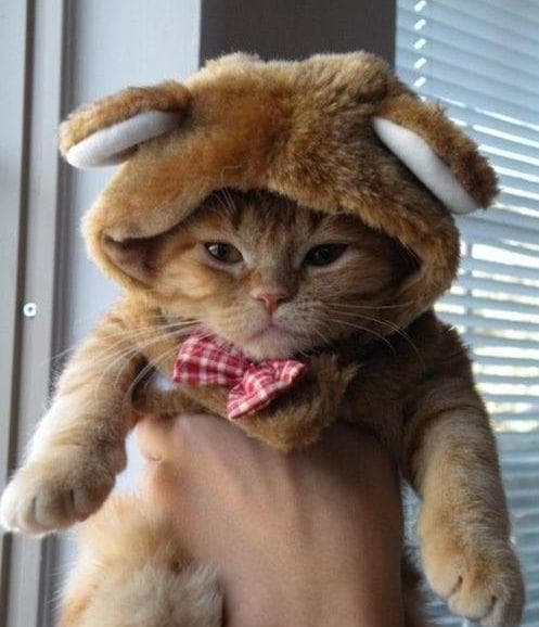 32 Insanely Adorable Cats Wearing Hats