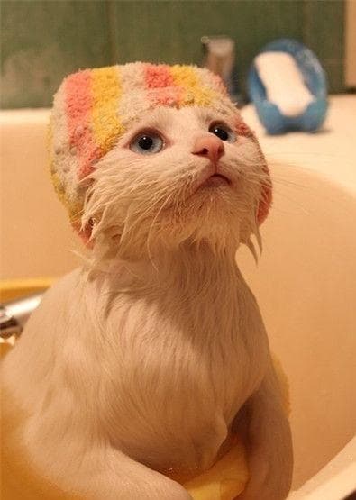 32 Insanely Adorable Cats Wearing Hats