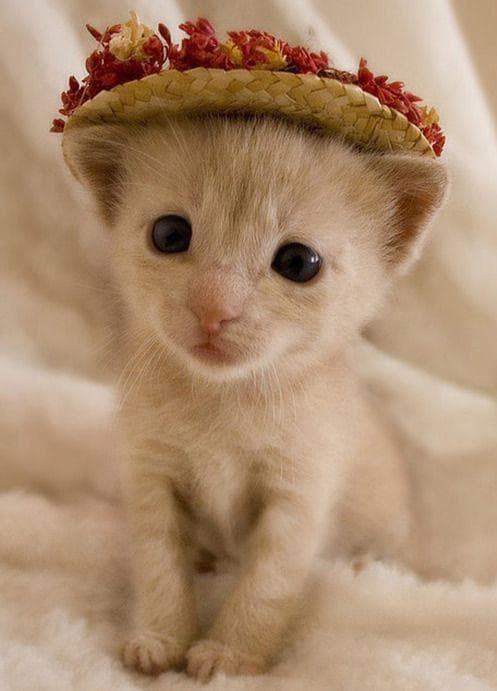 32 Insanely Adorable Cats Wearing Hats
