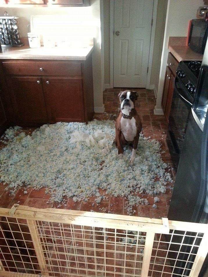 23 Hilarious Pet Disasters