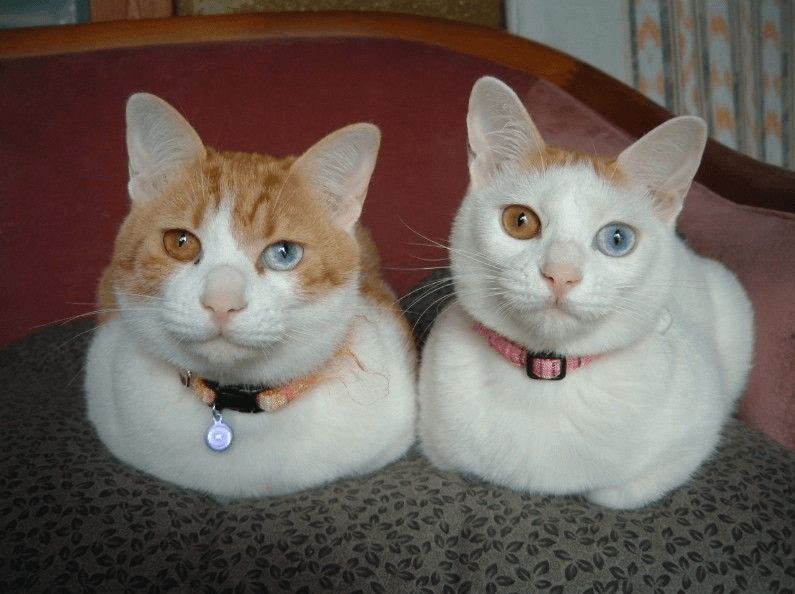 28 Cat Loafs That Look Just Like Bread
