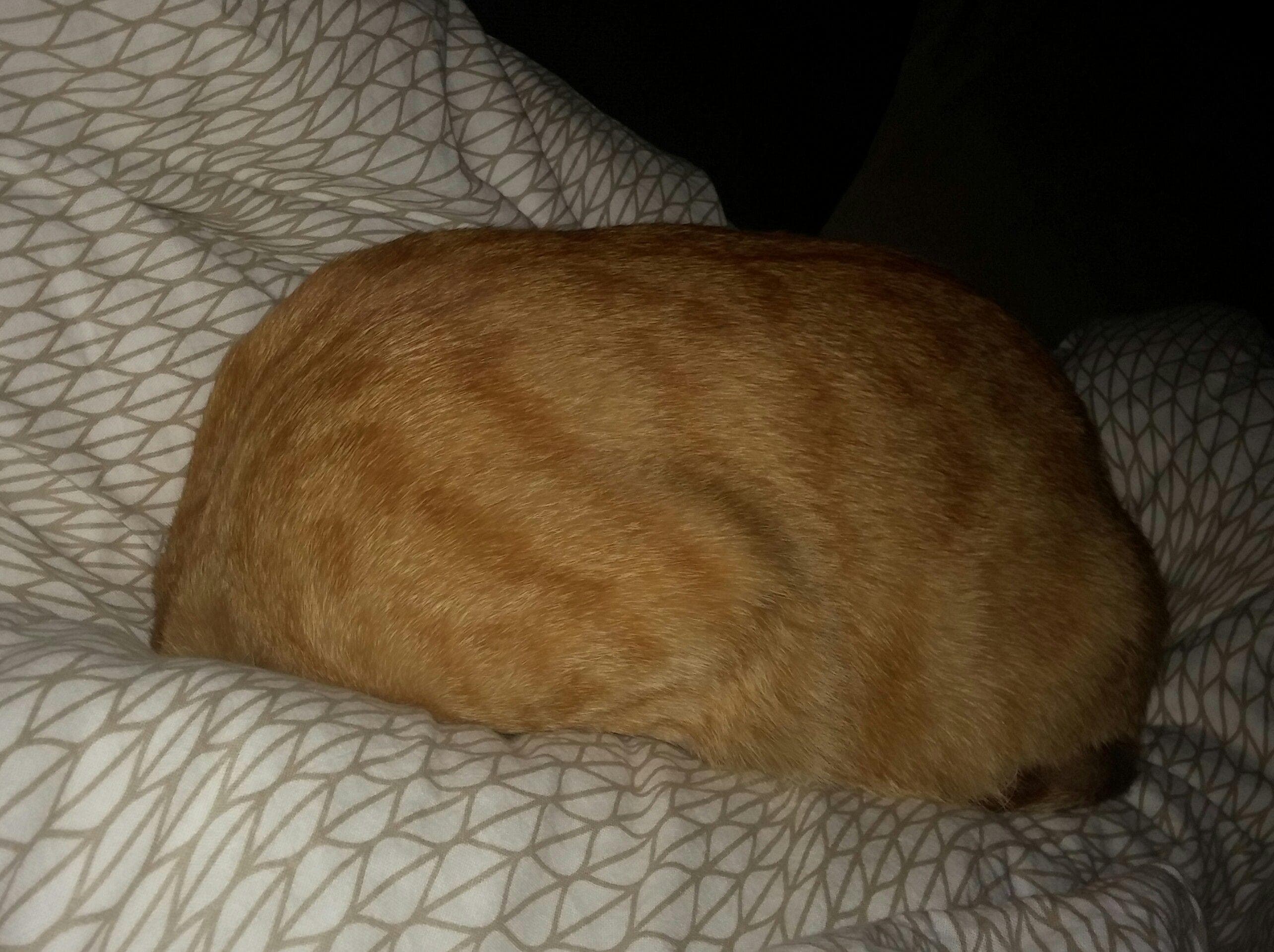 28 Cat Loafs That Look Just Like Bread