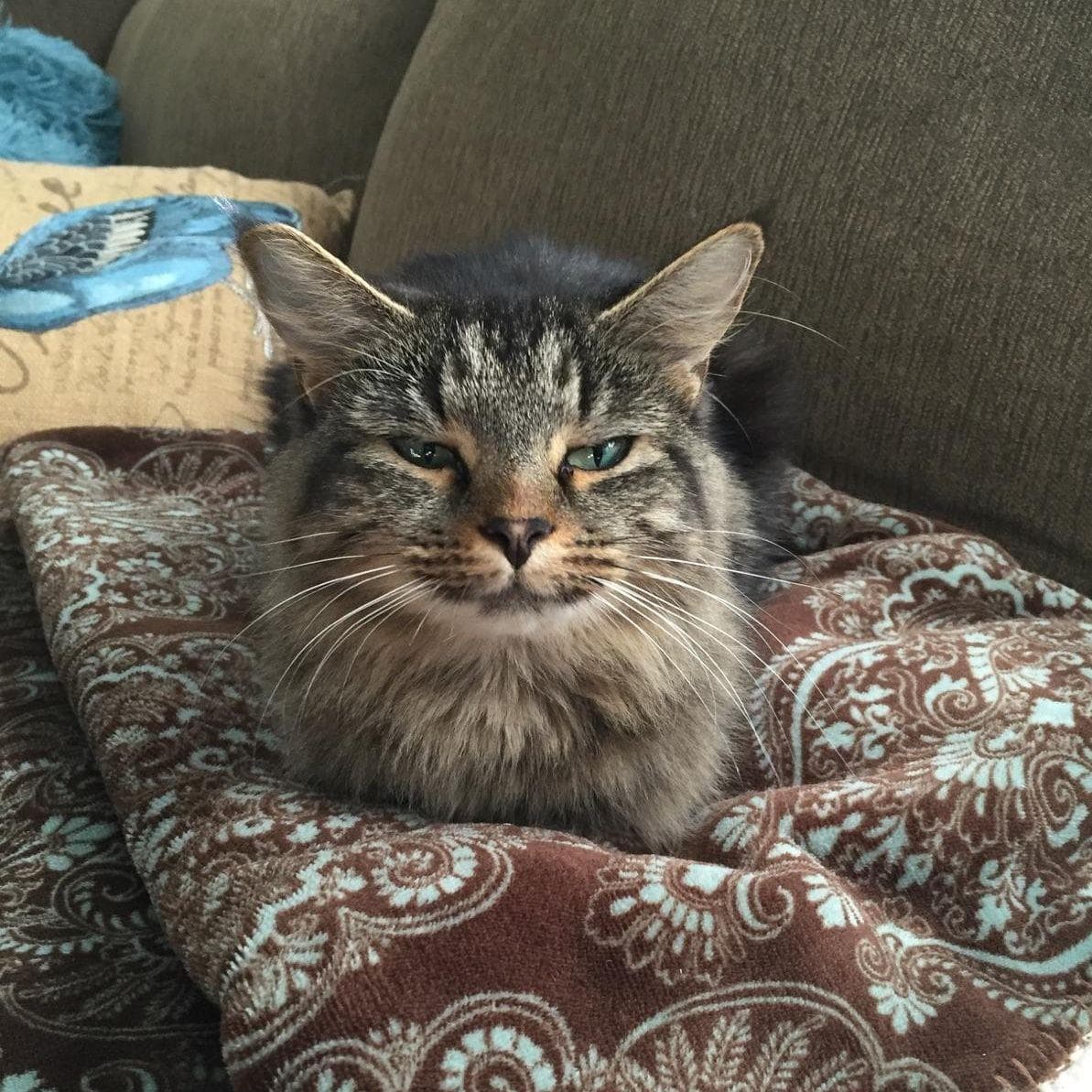 28 Cat Loafs That Look Just Like Bread