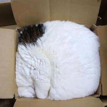 28 Cat Loafs That Look Just Like Bread