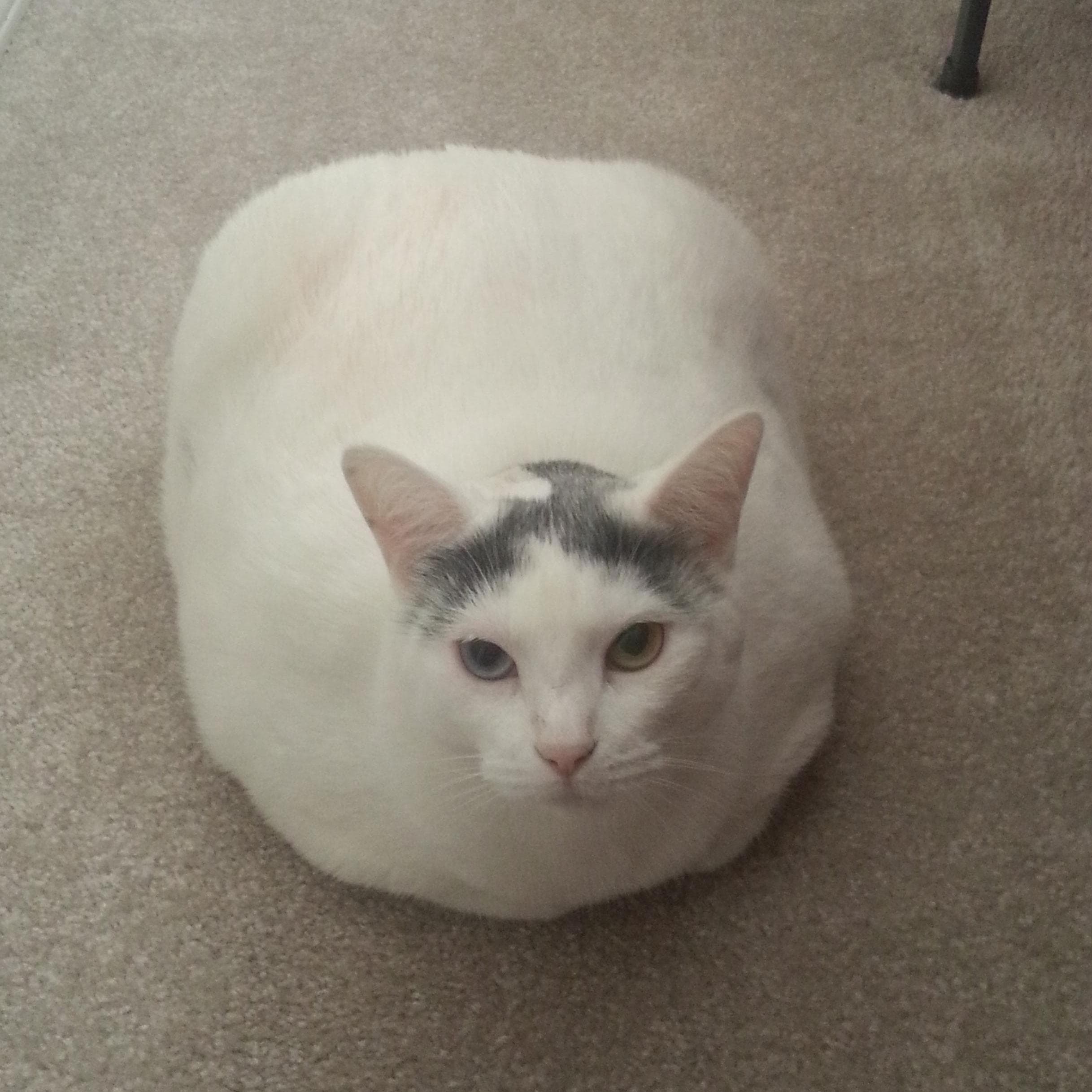 28 Cat Loafs That Look Just Like Bread