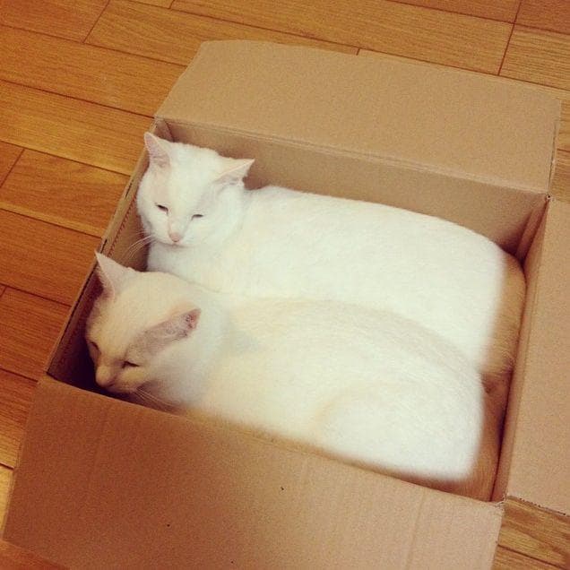 28 Cat Loafs That Look Just Like Bread