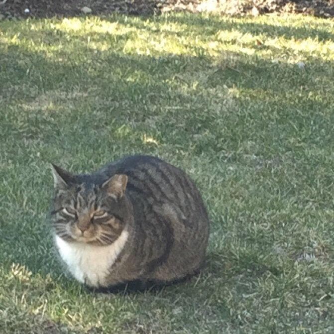 28 Cat Loafs That Look Just Like Bread
