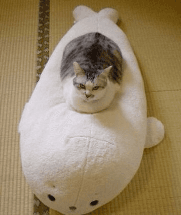 28 Cat Loafs That Look Just Like Bread