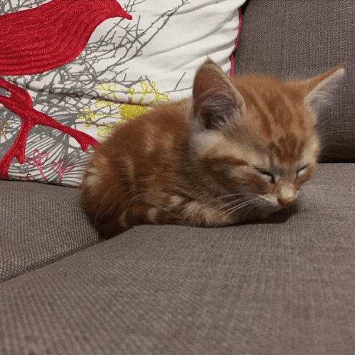 28 Cat Loafs That Look Just Like Bread