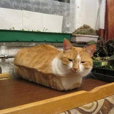 28 Cat Loafs That Look Just Like Bread
