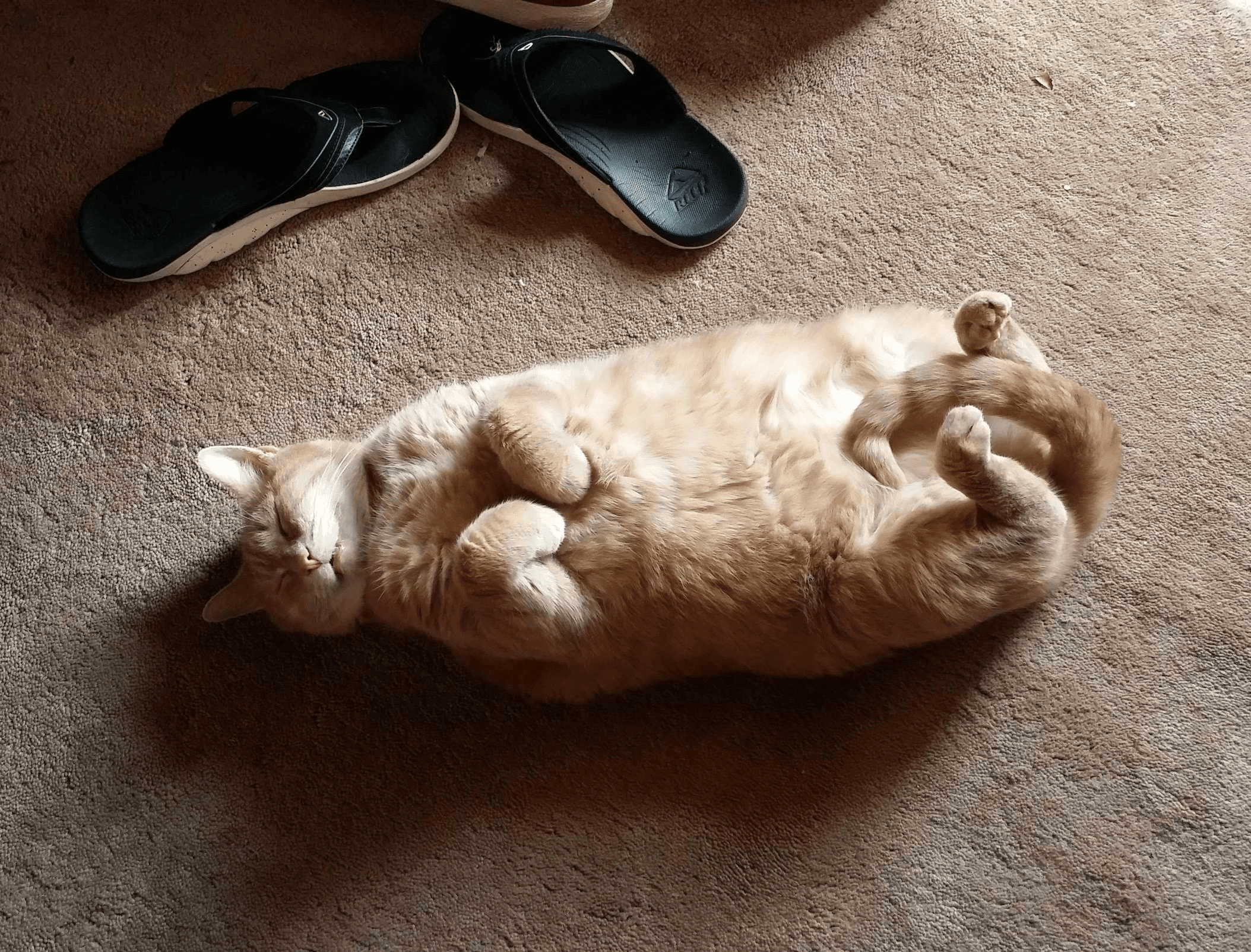 28 Cat Loafs That Look Just Like Bread