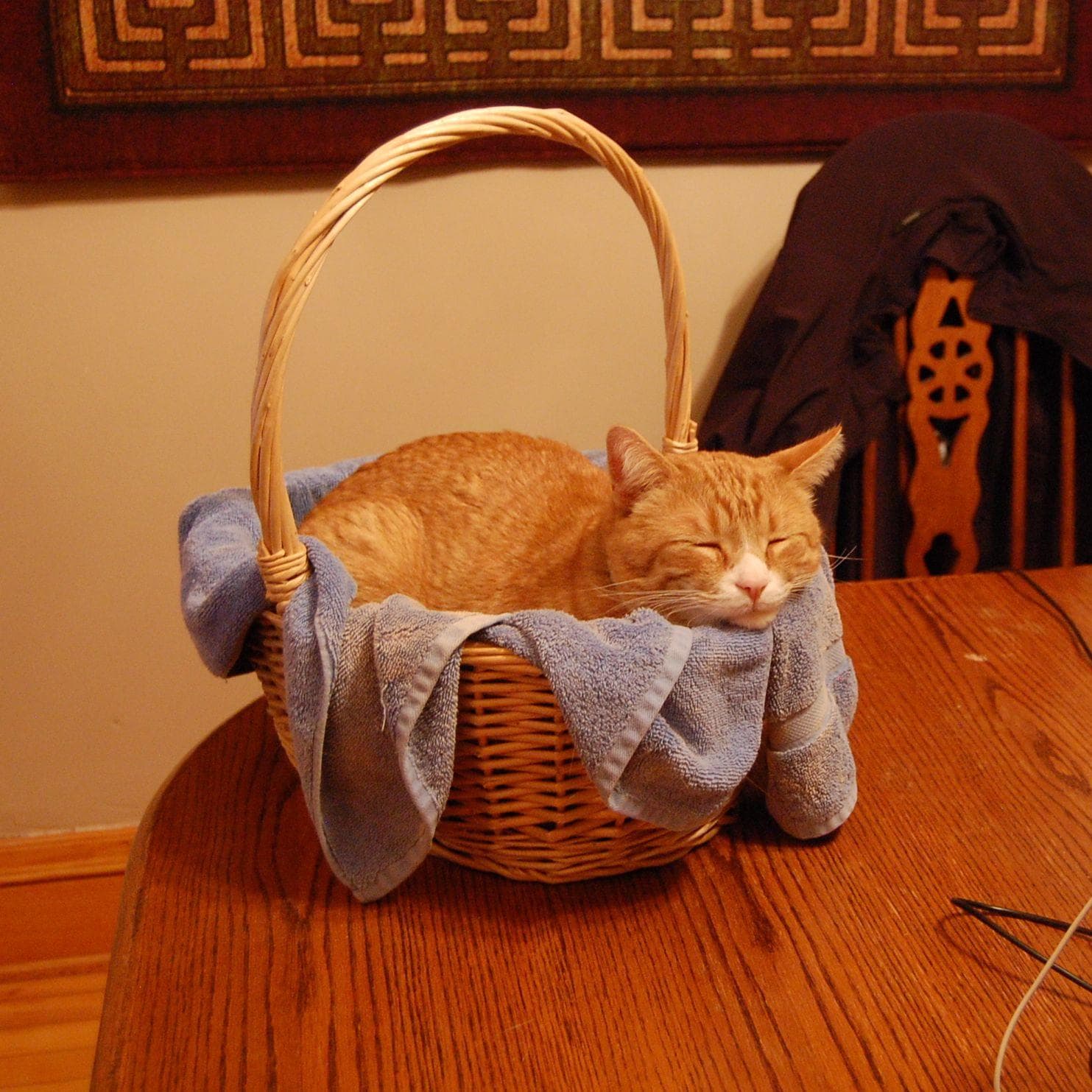 28 Cat Loafs That Look Just Like Bread
