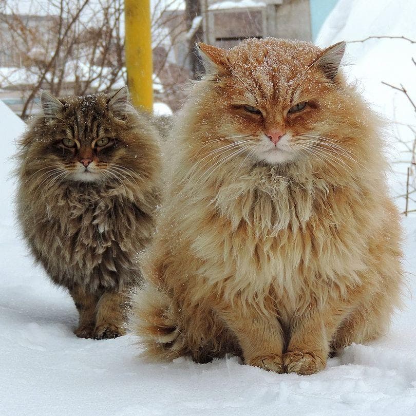 The Fluffiest Cats in the Entire World