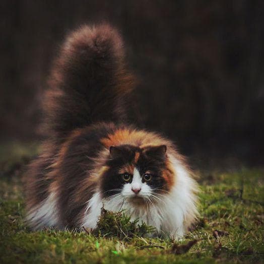 The Fluffiest Cats in the Entire World