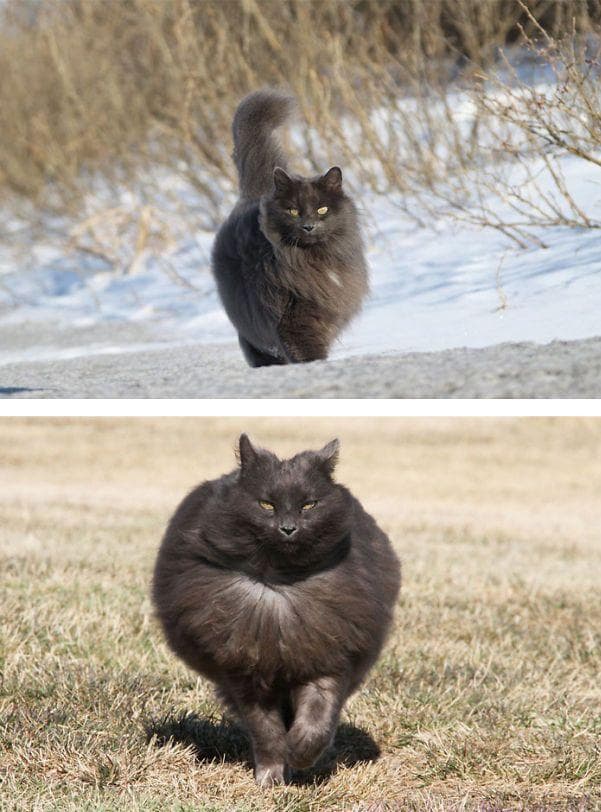 The Fluffiest Cats in the Entire World
