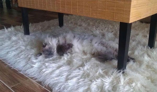 The Fluffiest Cats in the Entire World