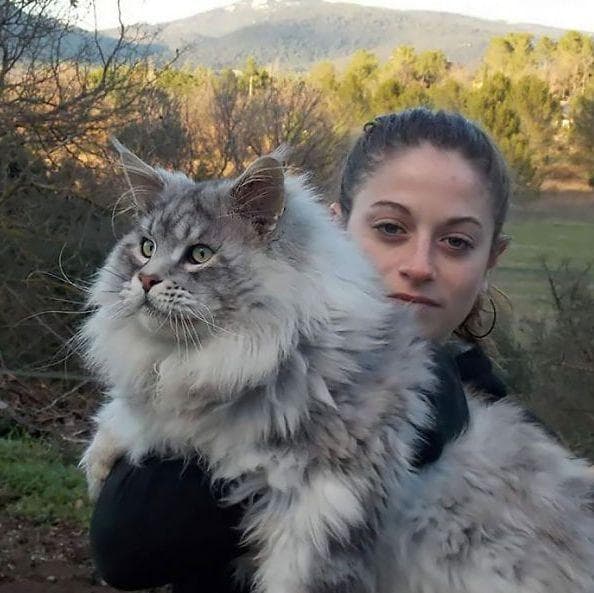 The Fluffiest Cats in the Entire World