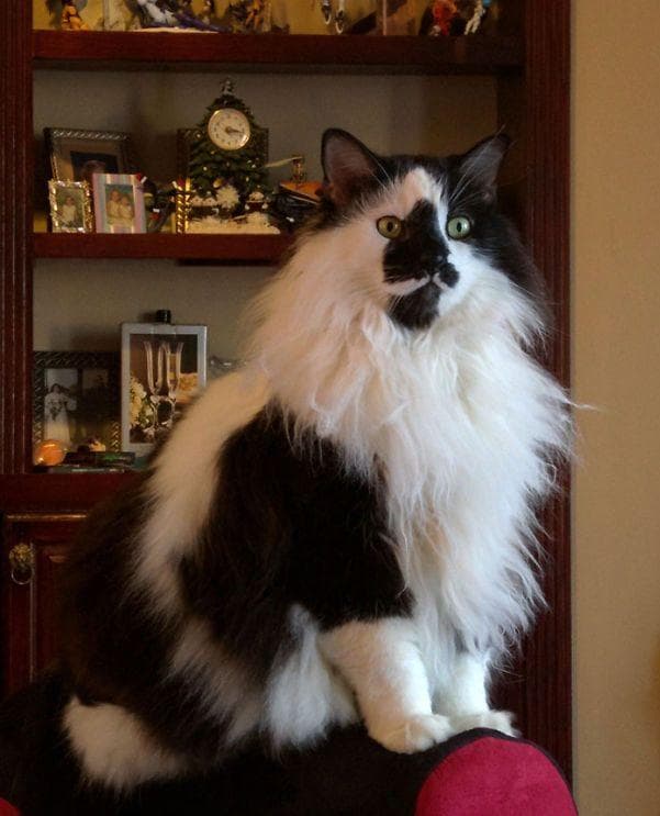 The Fluffiest Cats in the Entire World