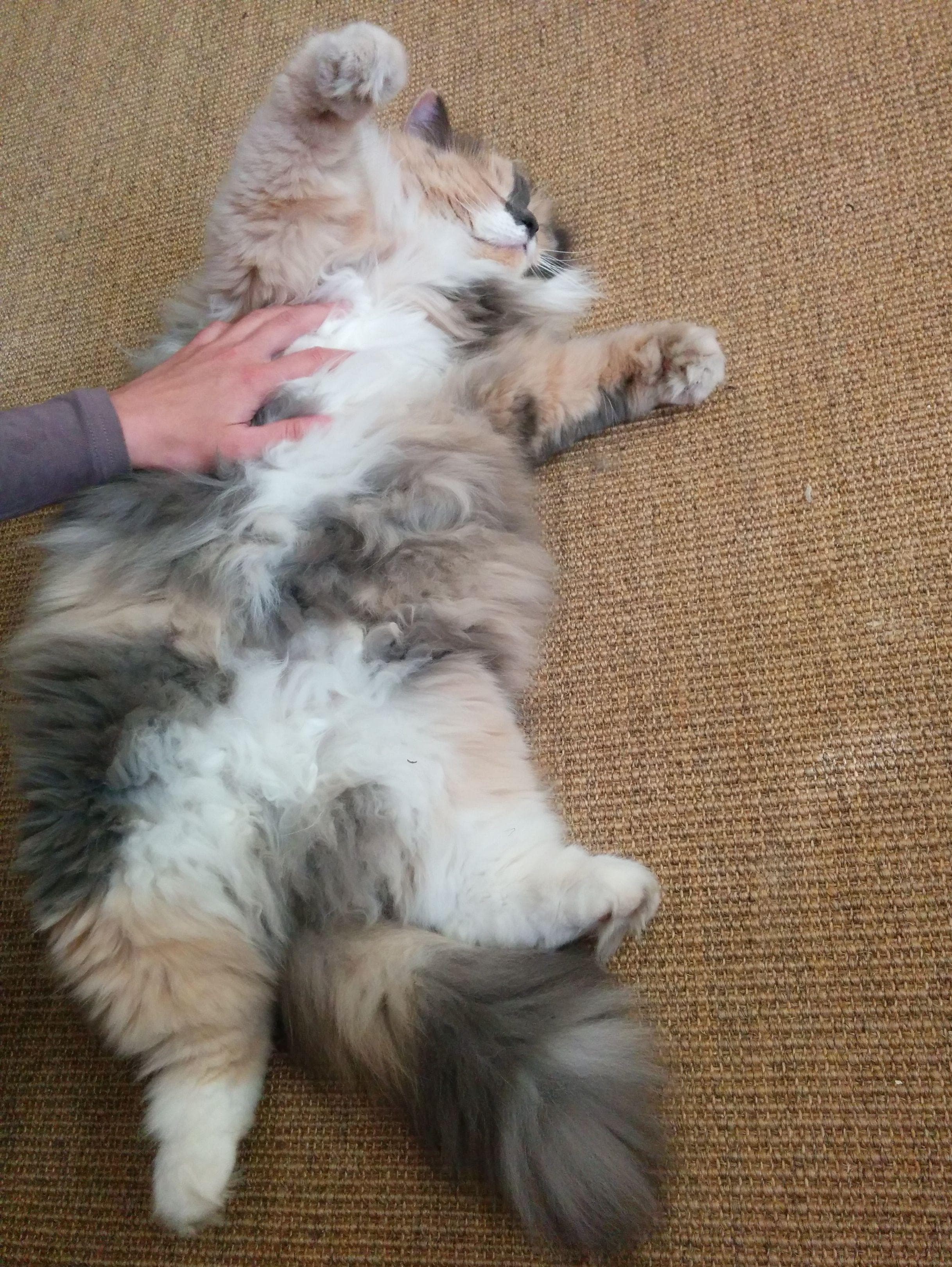 The Fluffiest Cats in the Entire World