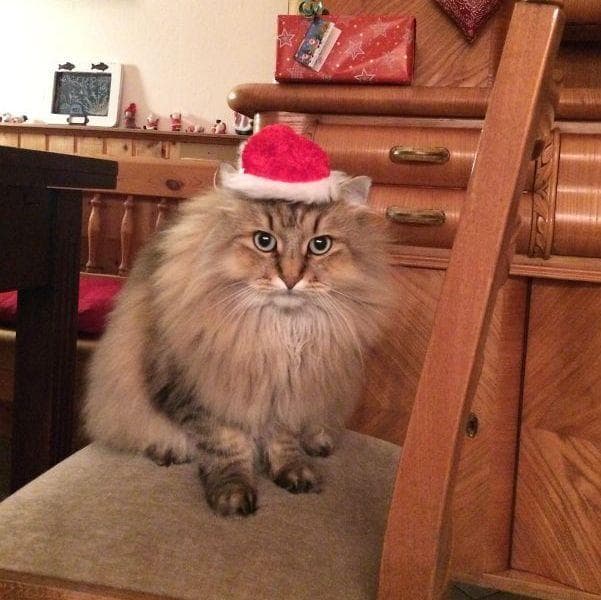 The Fluffiest Cats in the Entire World