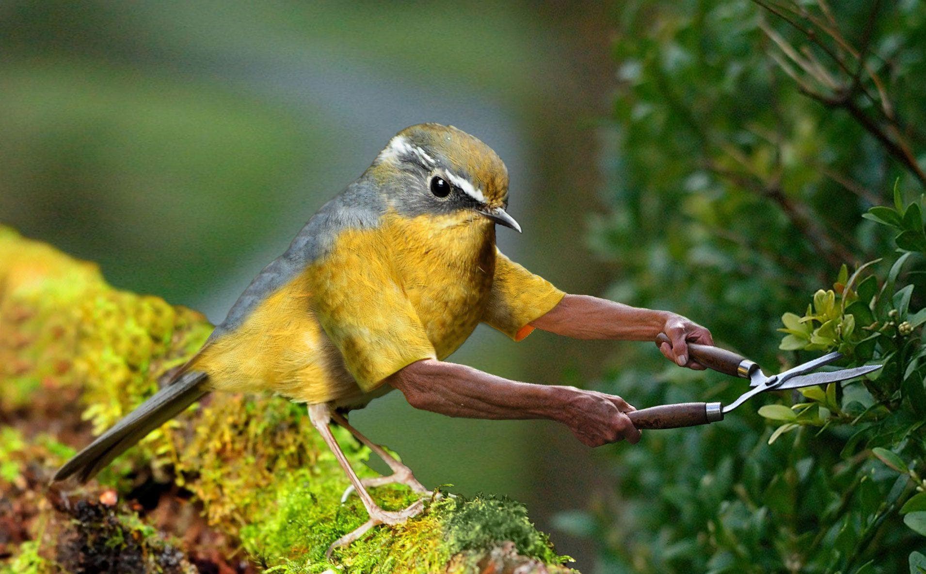 14 Birds Who Have Arms for Some Reason