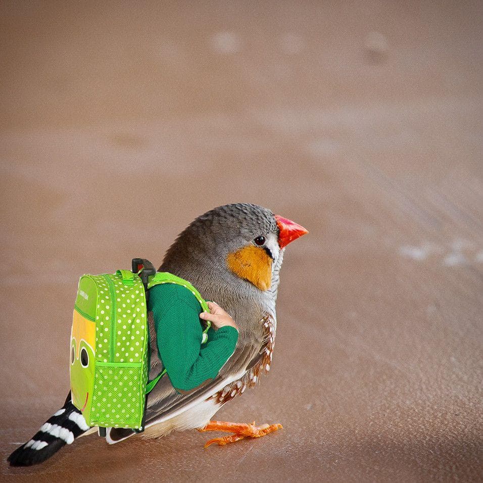 29 Birds Who Have Arms for Some Reason