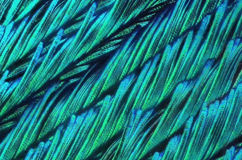 Microscope Pictures | Cool Microscopic Images