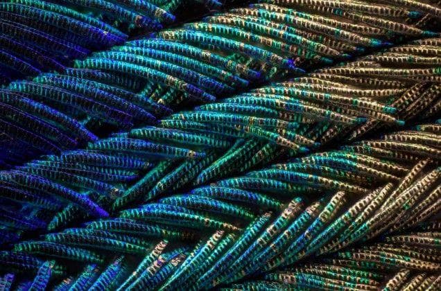 Microscope Pictures | Cool Microscopic Images