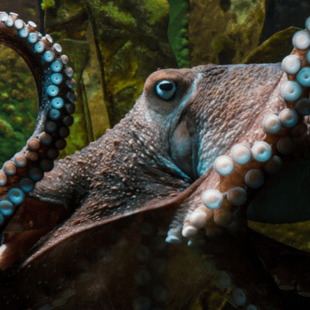The Most Remarkable Octopuses on Earth