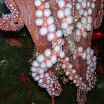 The Most Remarkable Octopuses on Earth