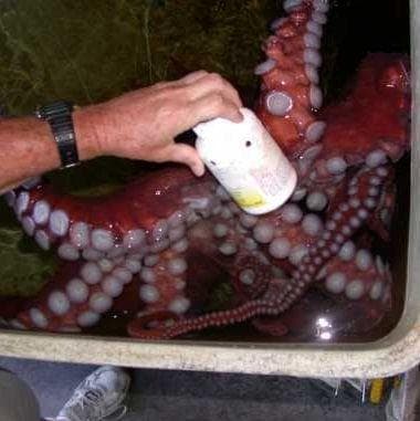 The Most Remarkable Octopuses on Earth
