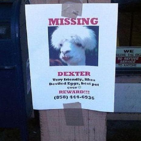 25 Funny Lost and Found Signs That Are on Point
