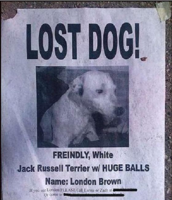 25 Funny Lost and Found Signs That Are on Point