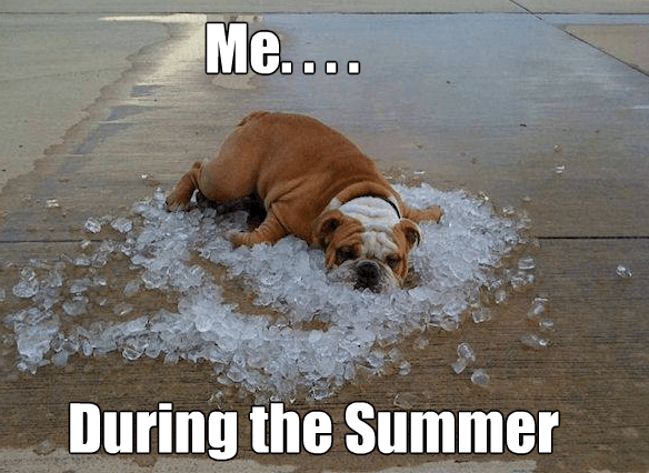21 Funny Summertime Memes That Are Too Real