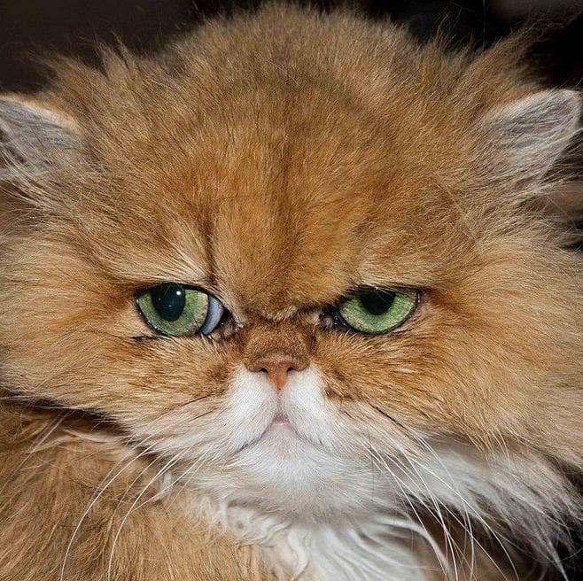 9 Terrifying Stories of House Cats Killing People