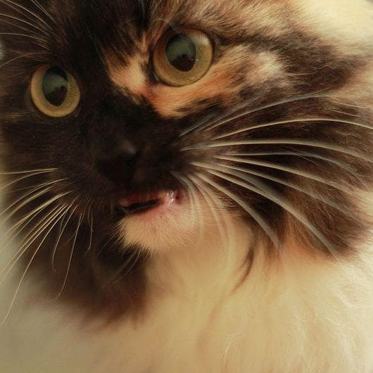 9 Terrifying Stories of House Cats Killing People