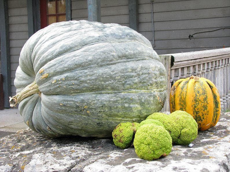 Fun Facts About Balls & Testicles You Should Know