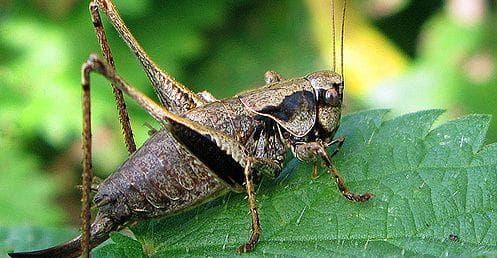 Fun Facts About Balls & Testicles You Should Know