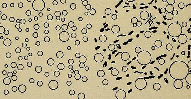 18 Amazing Facts About the Science of Cheese & Cheesemaking