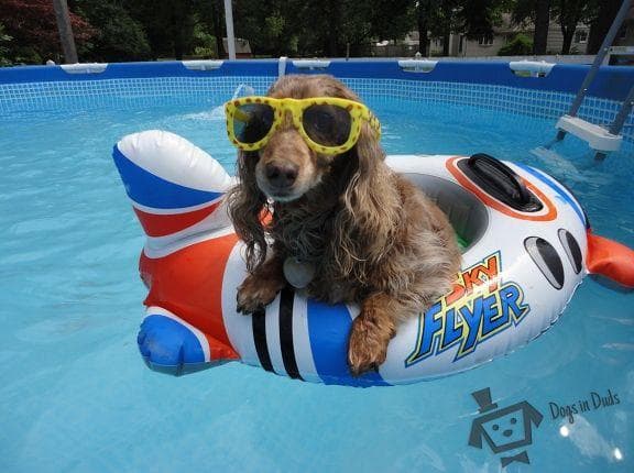 25 Funny Swimming Pool Pictures Just In Time For Summer