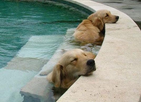 25 Funny Swimming Pool Pictures Just In Time For Summer