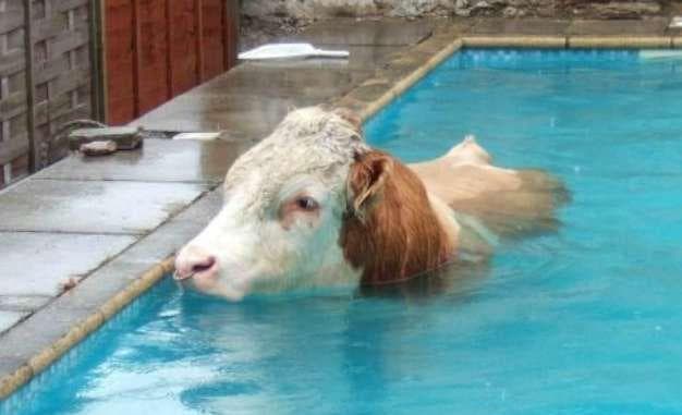 25 Funny Swimming Pool Pictures Just In Time For Summer