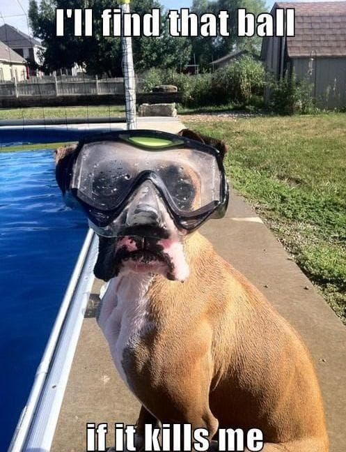 25 Funny Swimming Pool Pictures Just In Time For Summer