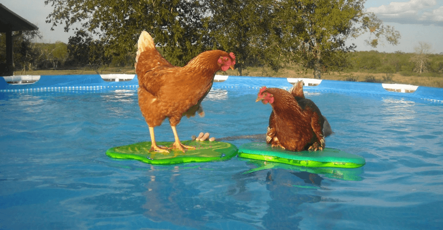 25 Funny Swimming Pool Pictures Just In Time For Summer