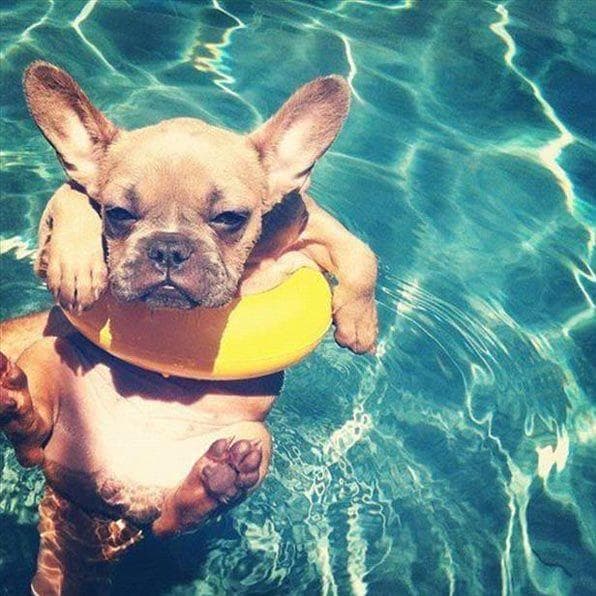 25 Funny Swimming Pool Pictures Just In Time For Summer