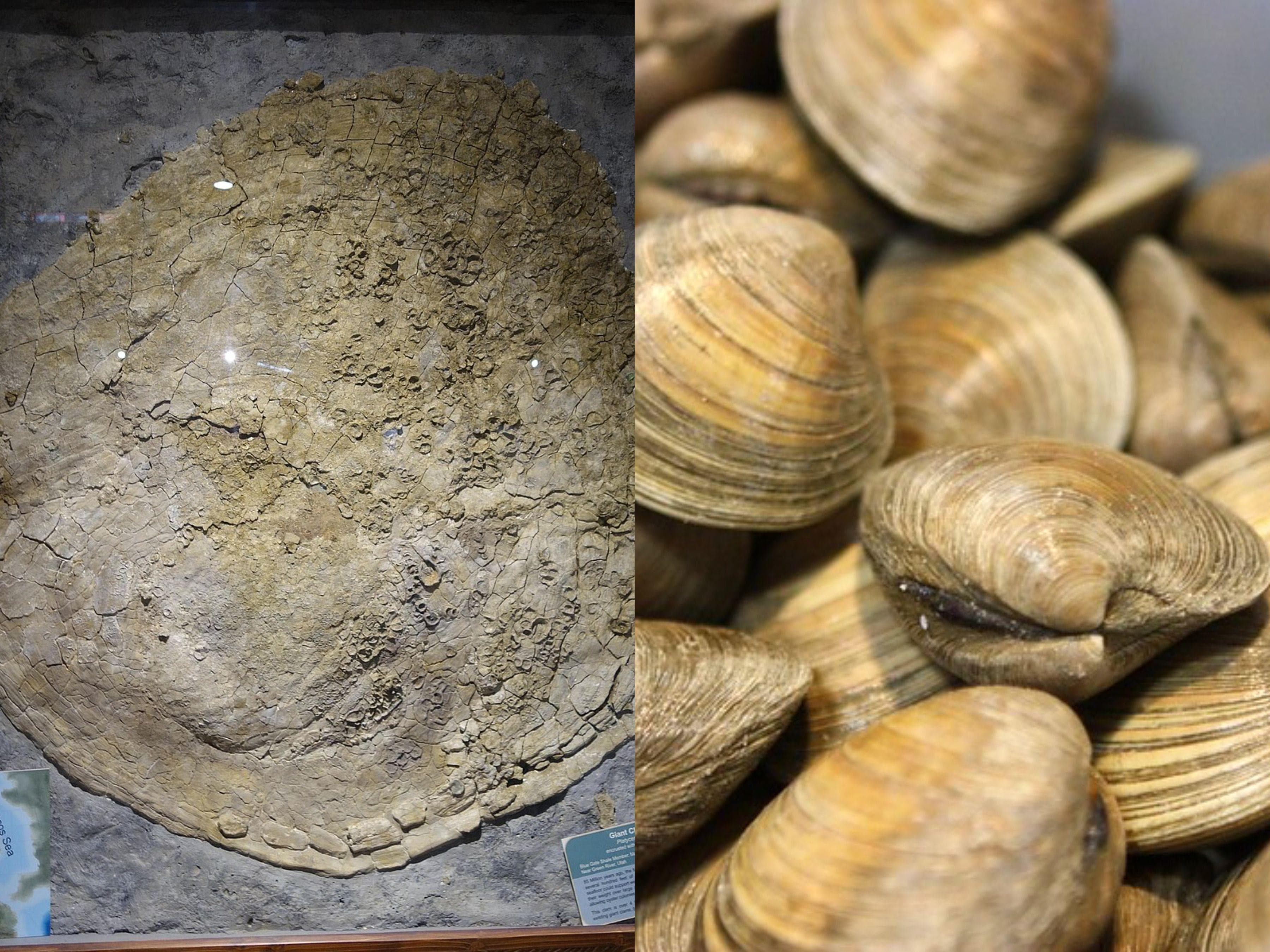 Animals That Were Terrifyingly Bigger in Prehistoric Times