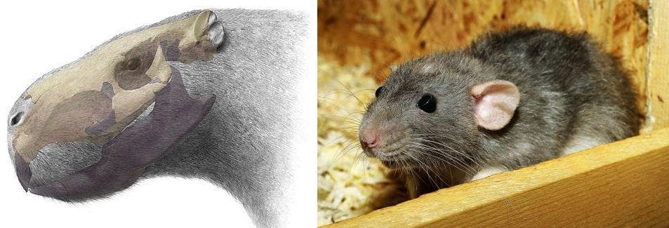 Animals That Were Terrifyingly Bigger in Prehistoric Times